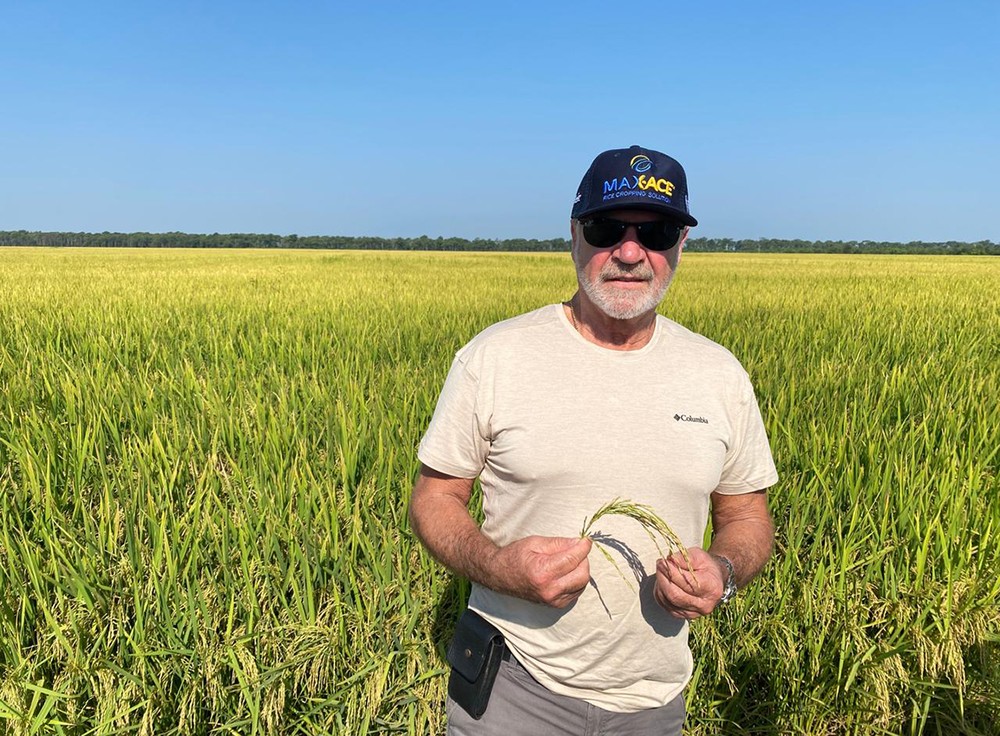 Rio Grande do Sul rice farmers are preparing to reduce planted areas