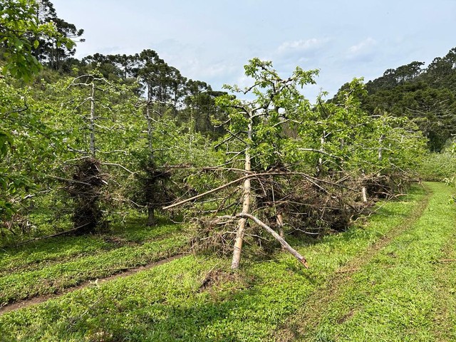 Fruit crops suffer from rains in South, Southeast regions