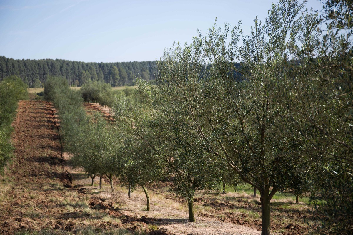 Brazilian olive oils among best in the world