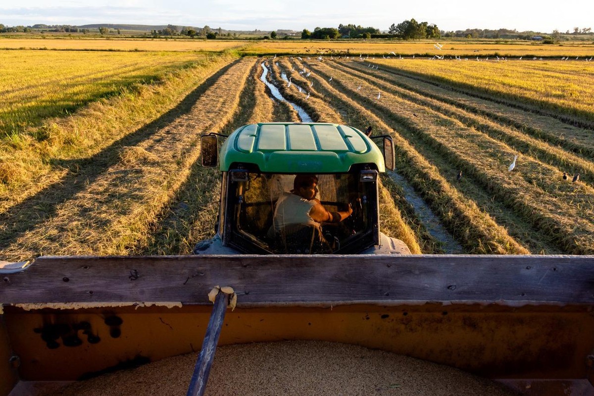 Crop expected to fall to 319.5 million tonnes | Agribusiness ...