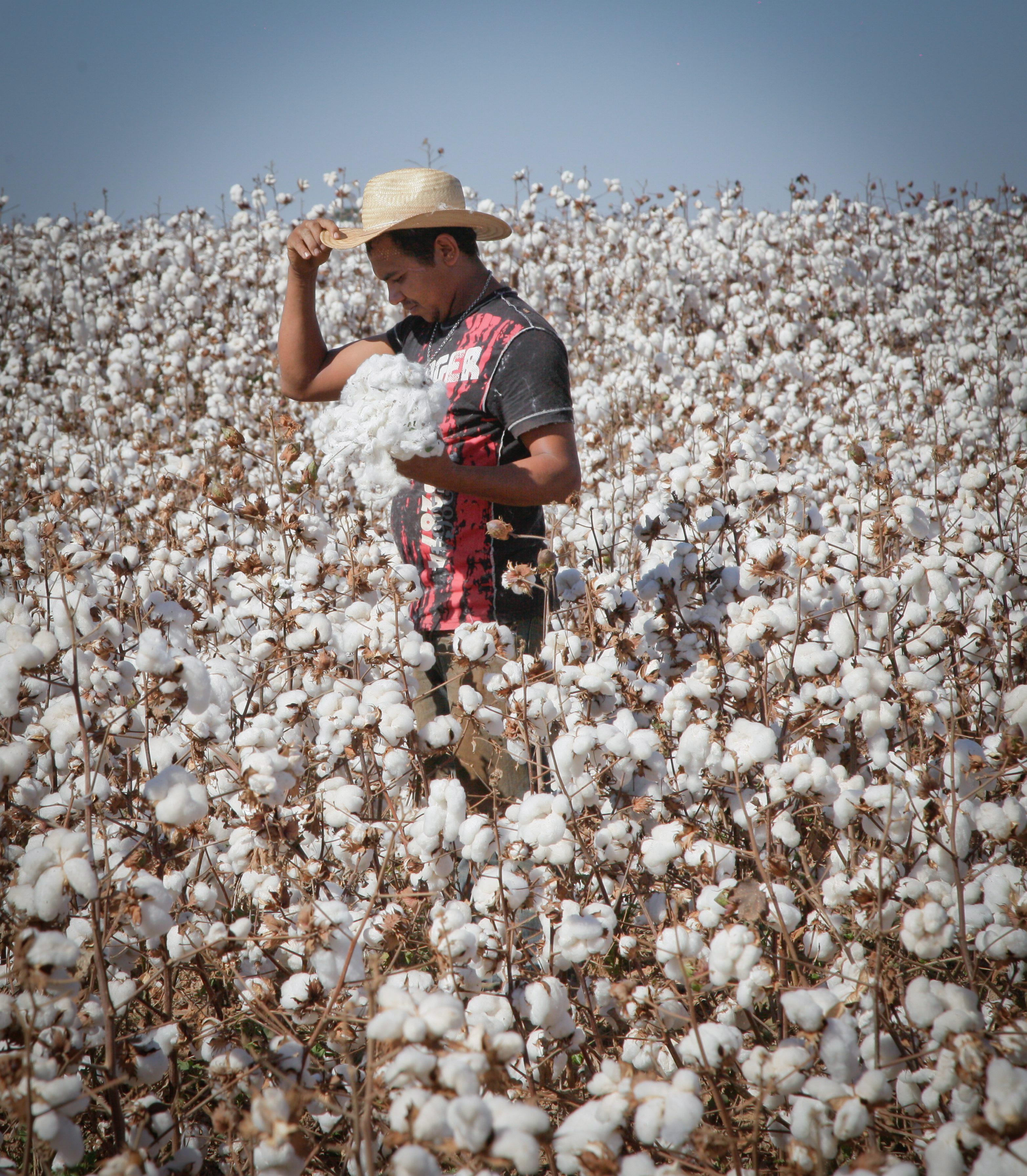 Brazil posts record cotton exports despite weaker prices