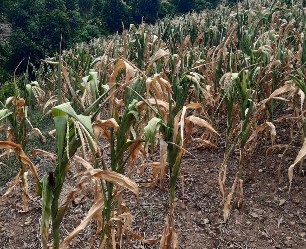 drought effects on corn