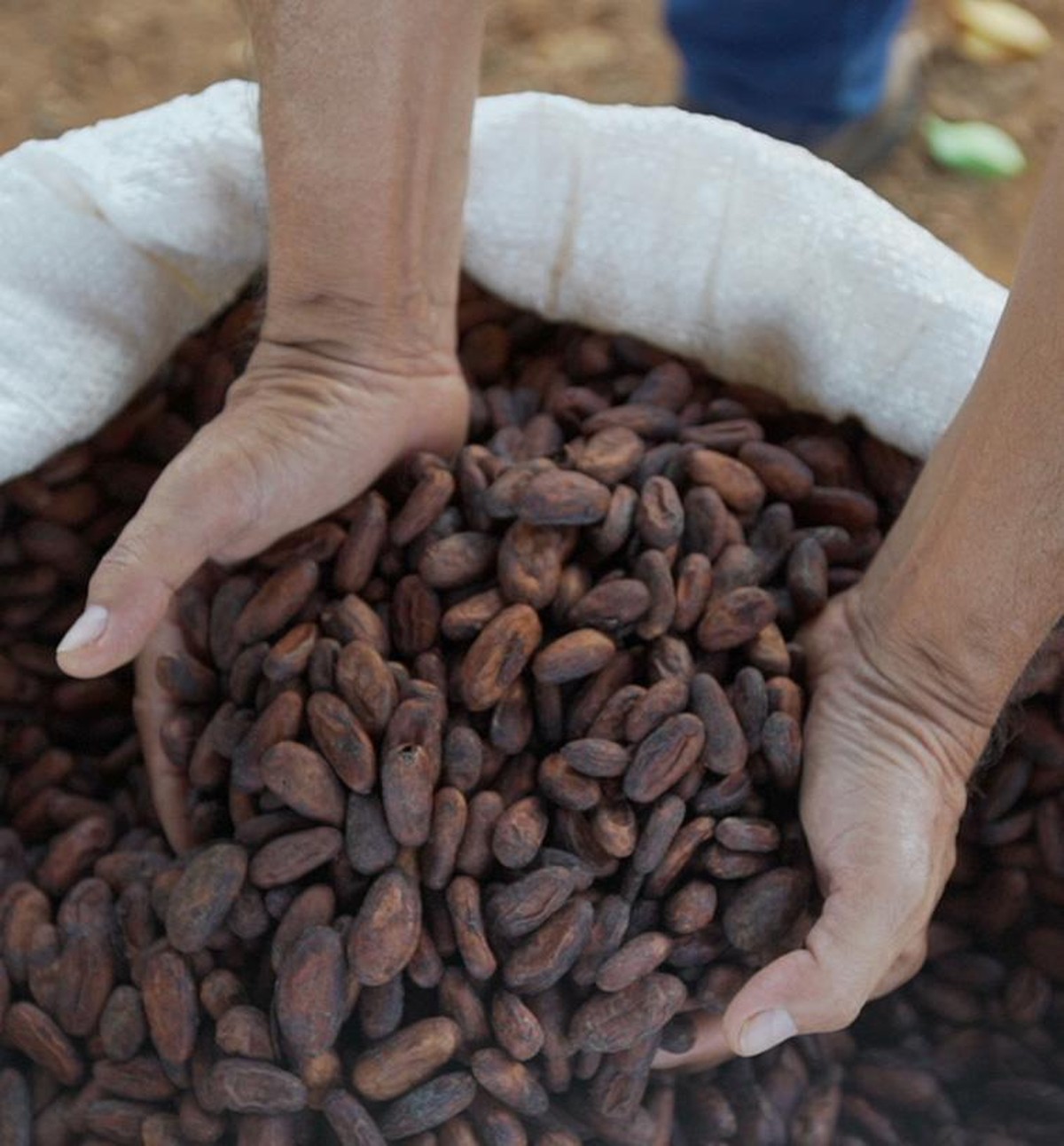 Gencau starts expansion with cocoa plant in Bahia | Business | valorinternational