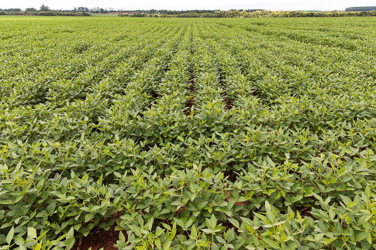 New soybean calendar divides producers and rifts the government