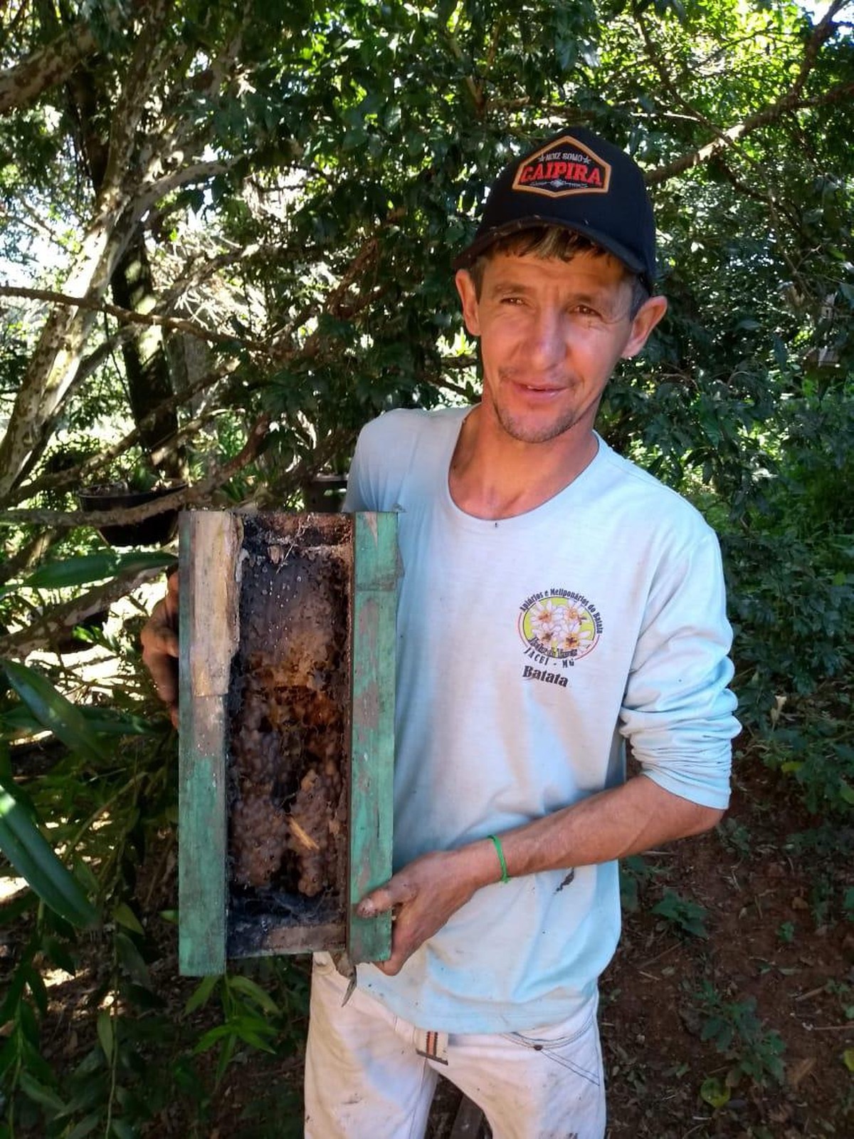 Honeybee deaths across Brazil put pesticides in the spotlight ...