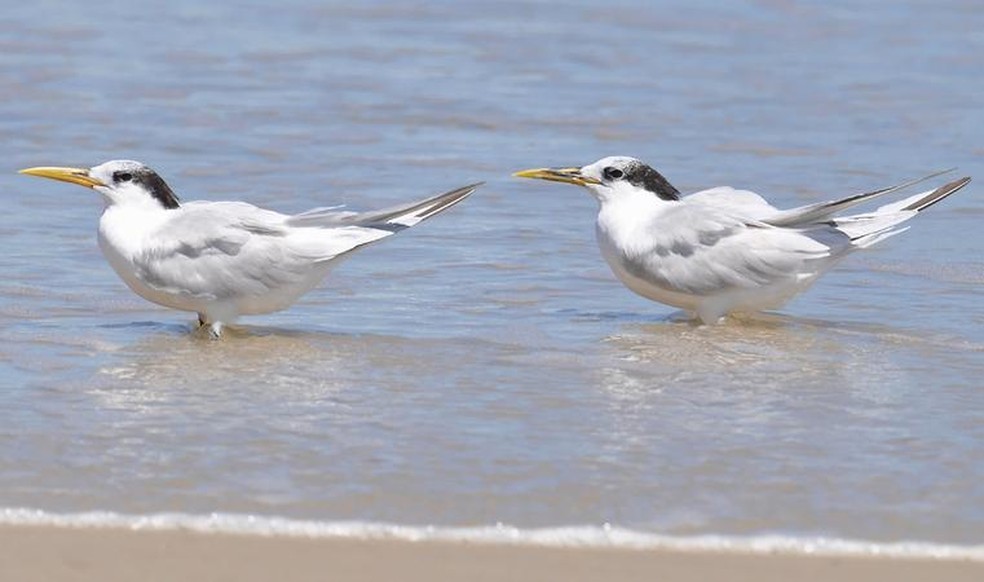 Government confirms two cases of avian influenza in wild birds in Brazil