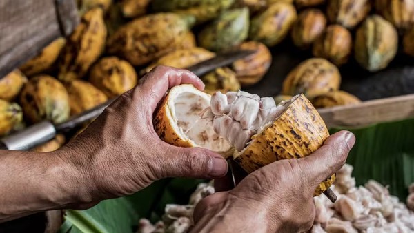 Cocoa surged 150% in 2024