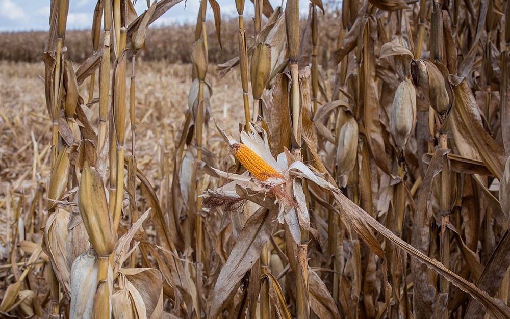 Climate change threatens Brazil’s agribusiness