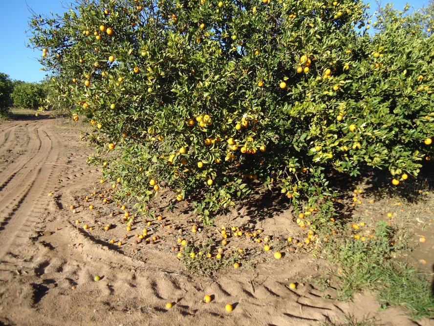Brazil’s orange juice stocks hit record low in 2024