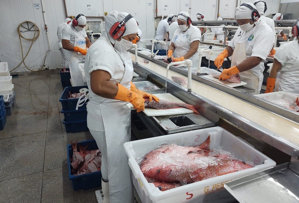 Fish industry halts exports, delays investments on tariff fears ...