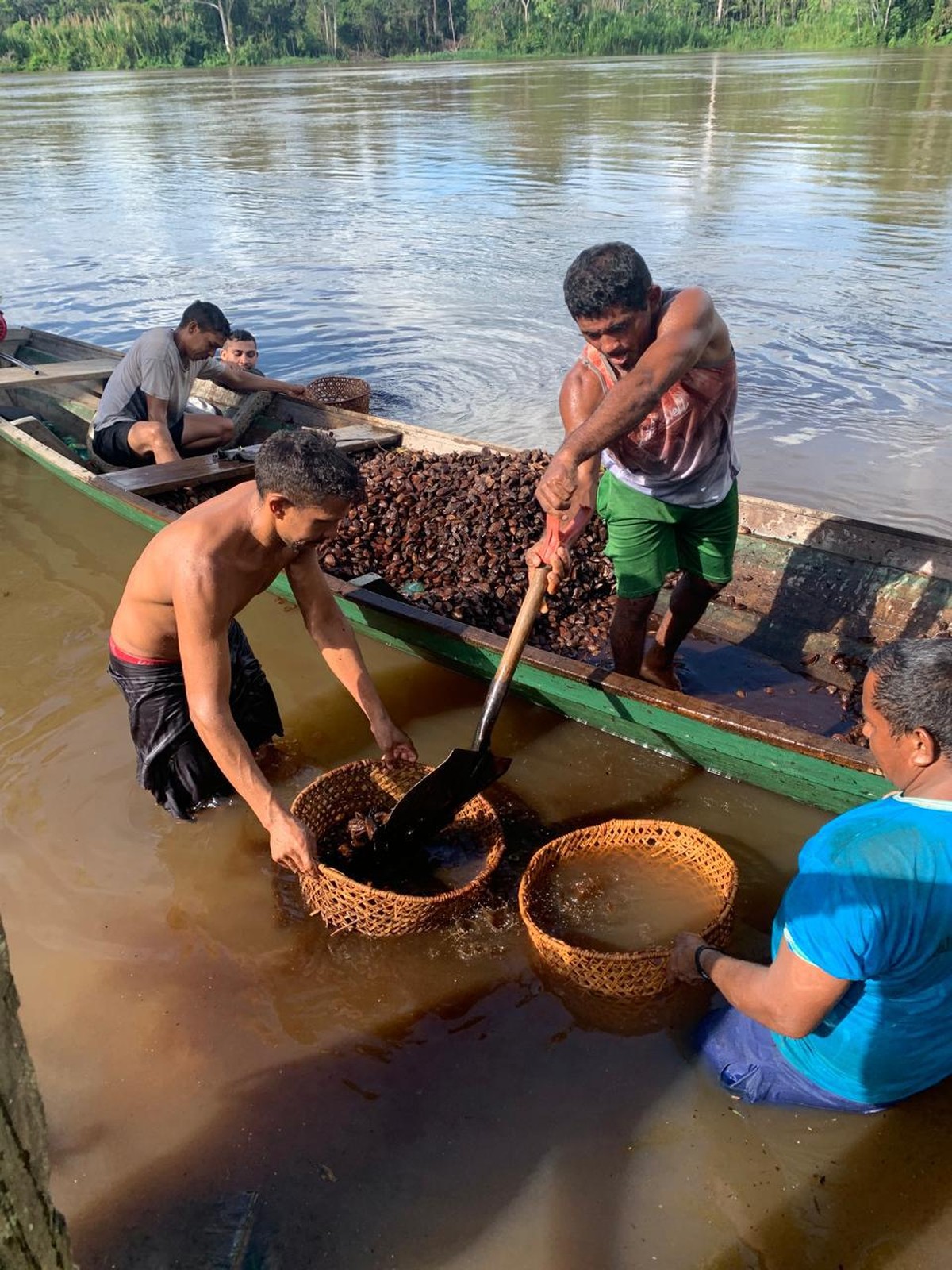 Brazil tries to regain foothold in Brazil nut exports