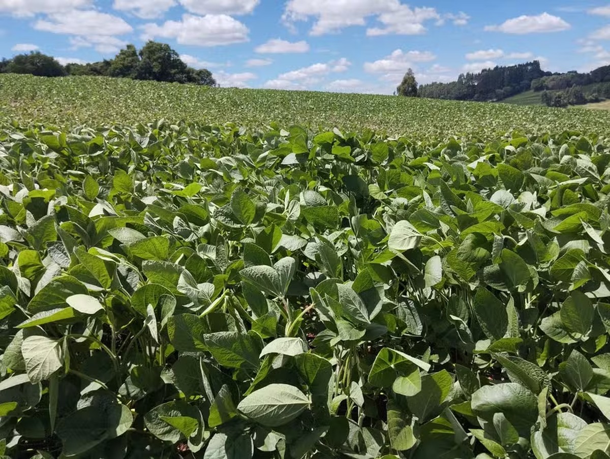 Irregular rainfall raises concerns among farmers in Rio Grande do Sul ...