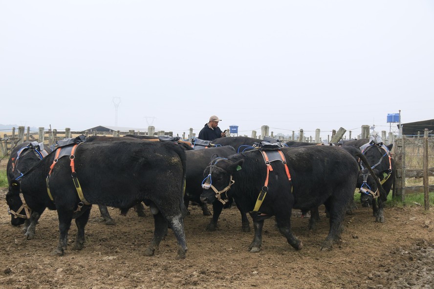 Research aims to cut livestock emissions while keeping productivity
