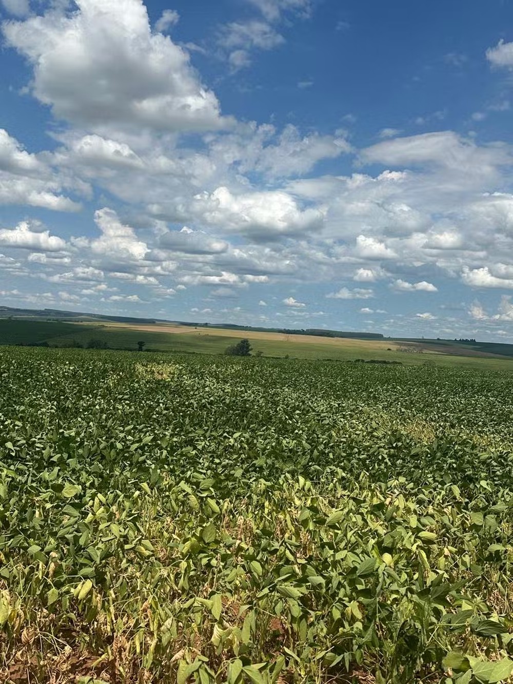 Drought, intense heat worry soybean farmers in southern Brazil ...