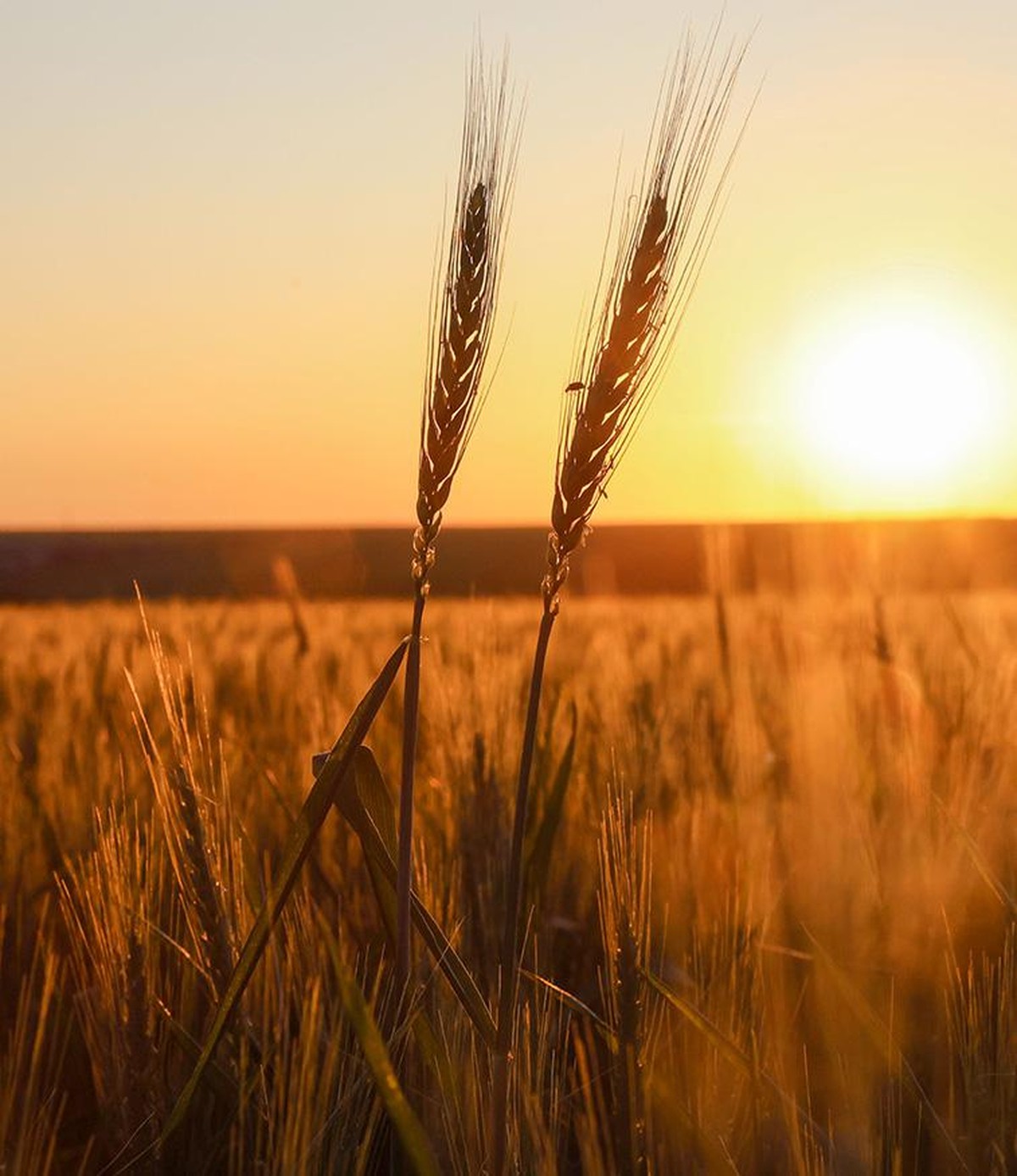 Brazilian wheat imports set to rise