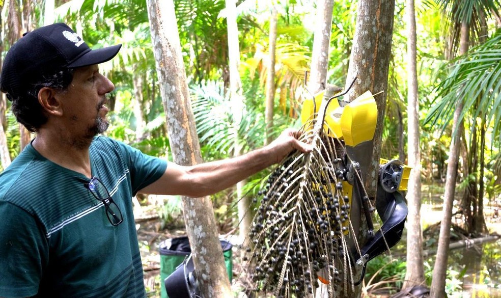 Robot that harvests açaí promises greater safety