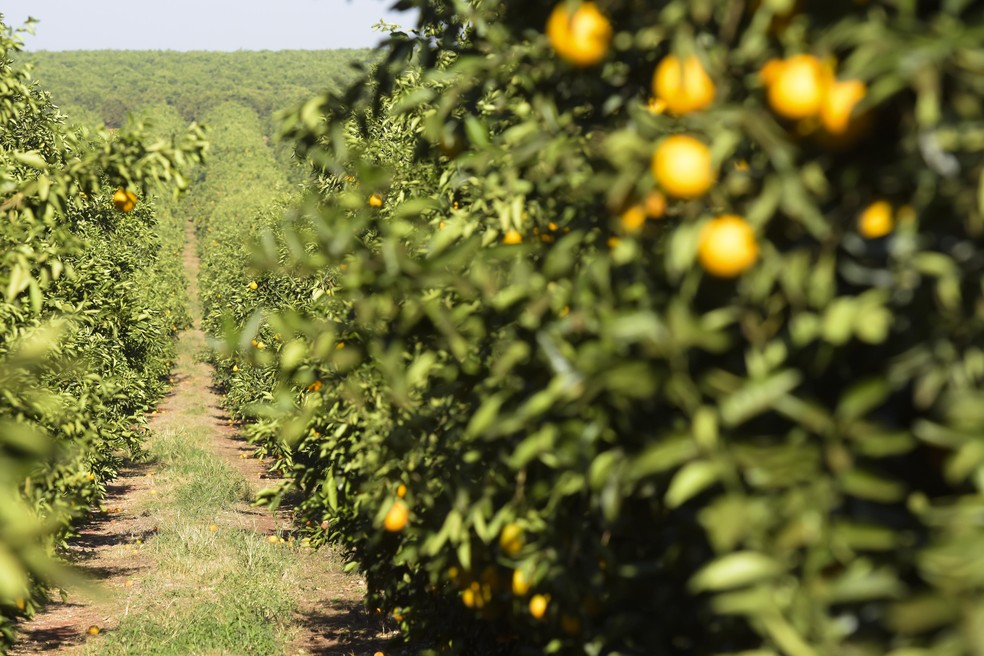 oranges growing climate