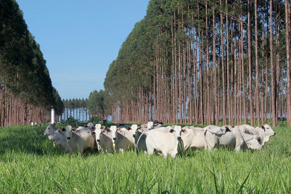 Embrapa restarts Africa presence under revamped framework