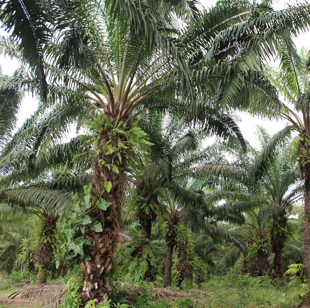 Pará balances Indigenous land claims and palm expansion