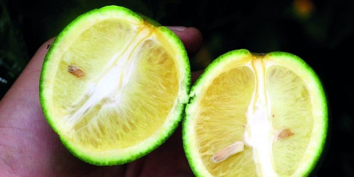 Greening spreads, cuts orange harvest forecast in São Paulo, Minas Gerais
