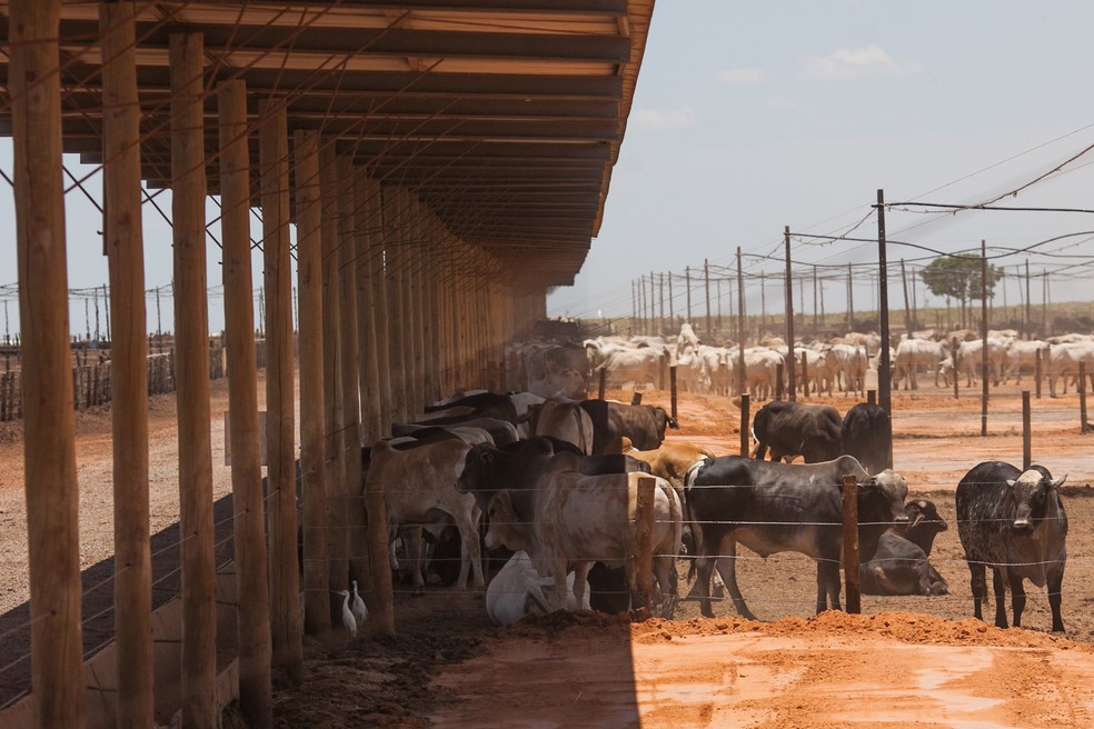 Cattle feedlot numbers in Brazil set to rise 7% in 2025
