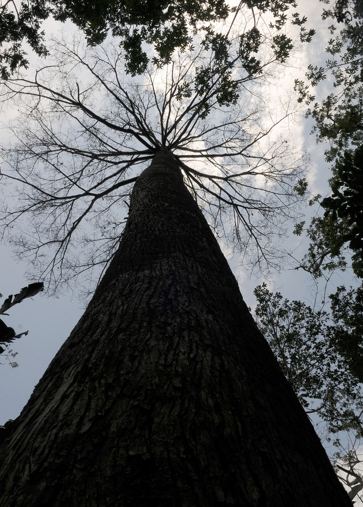Drought deals fresh blow to Brazil nuts