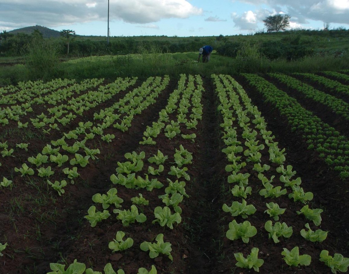 Project seeks to increase organic production | Agribusiness ...