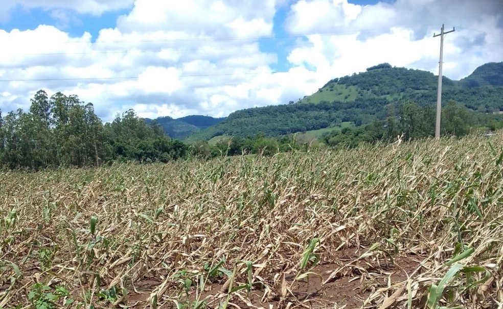 Climate disasters cause losses of R$28bn in the South | Agribusiness ...