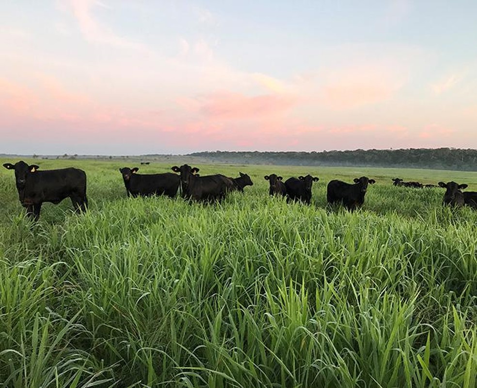 Minerva’s new capital increase sparks selloff