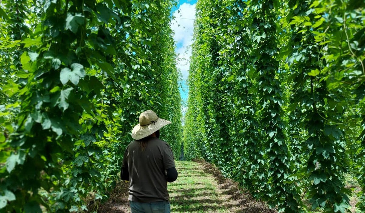 Ambev seeks higher hop production in search of perfect beer | Business ...