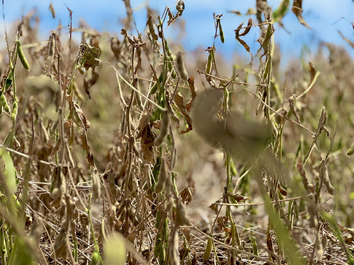 La Niña looms over Brazil, raising fears of drought in the South