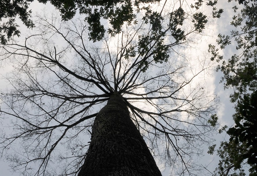 Drought deals fresh blow to Brazil nuts