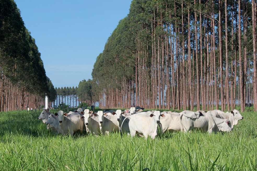 Embrapa restarts Africa presence under revamped framework ...