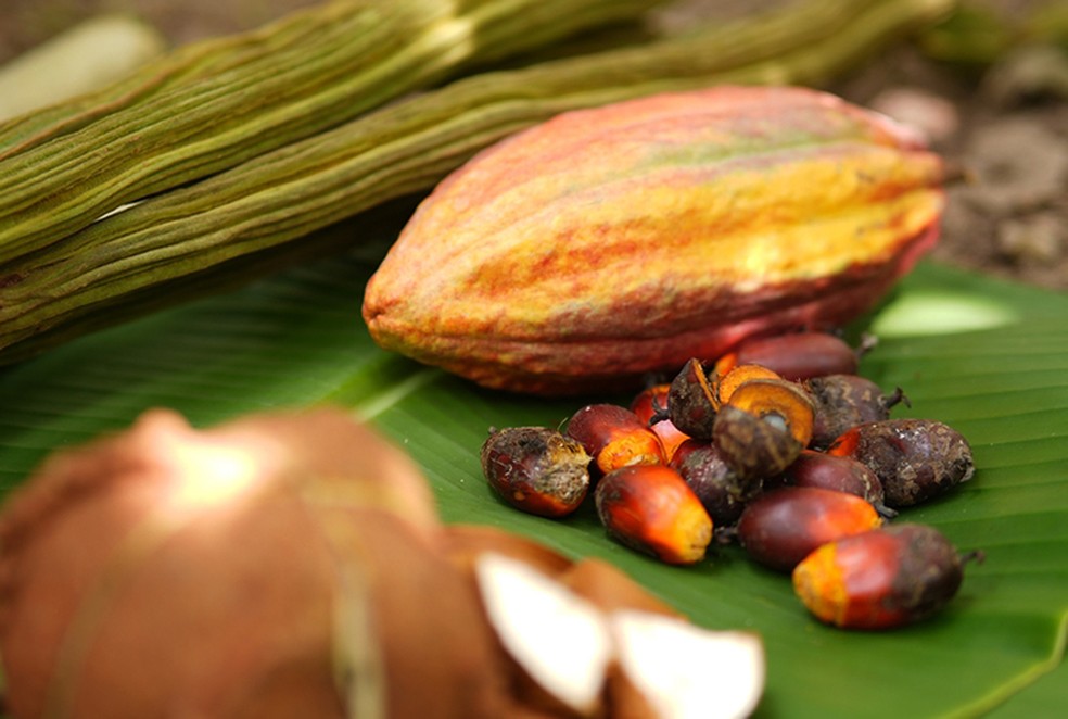 Agroforestry to expand oil palm areas in Pará