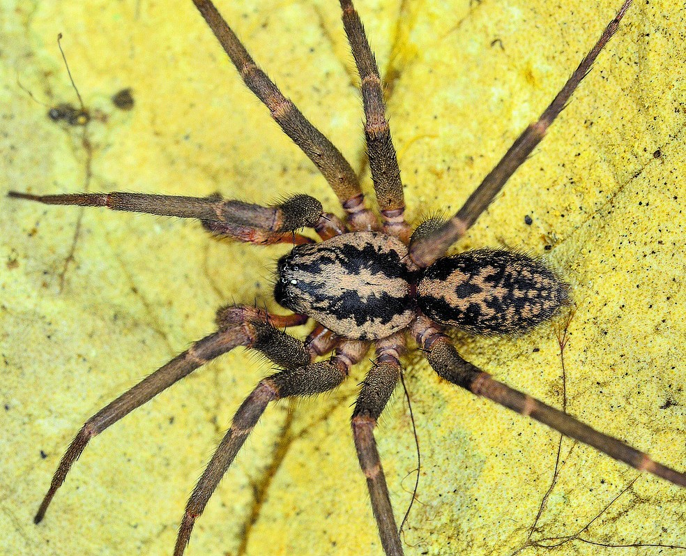 The Brazilian scientist who discovered more than 500 spider species