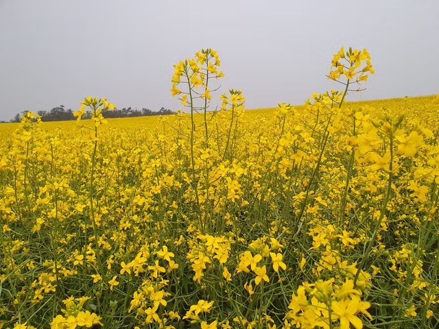 Canola gains ground in southern Brazil