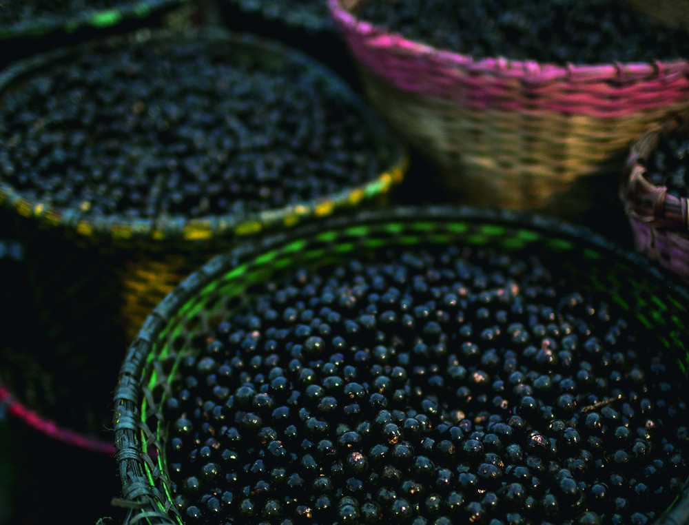 After COP30, the challenge is to turn the bioeconomy into real business