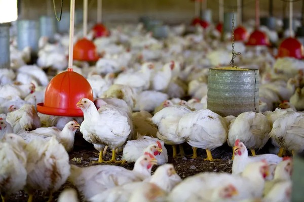 Brazil confirms first avian flu case on poultry farm