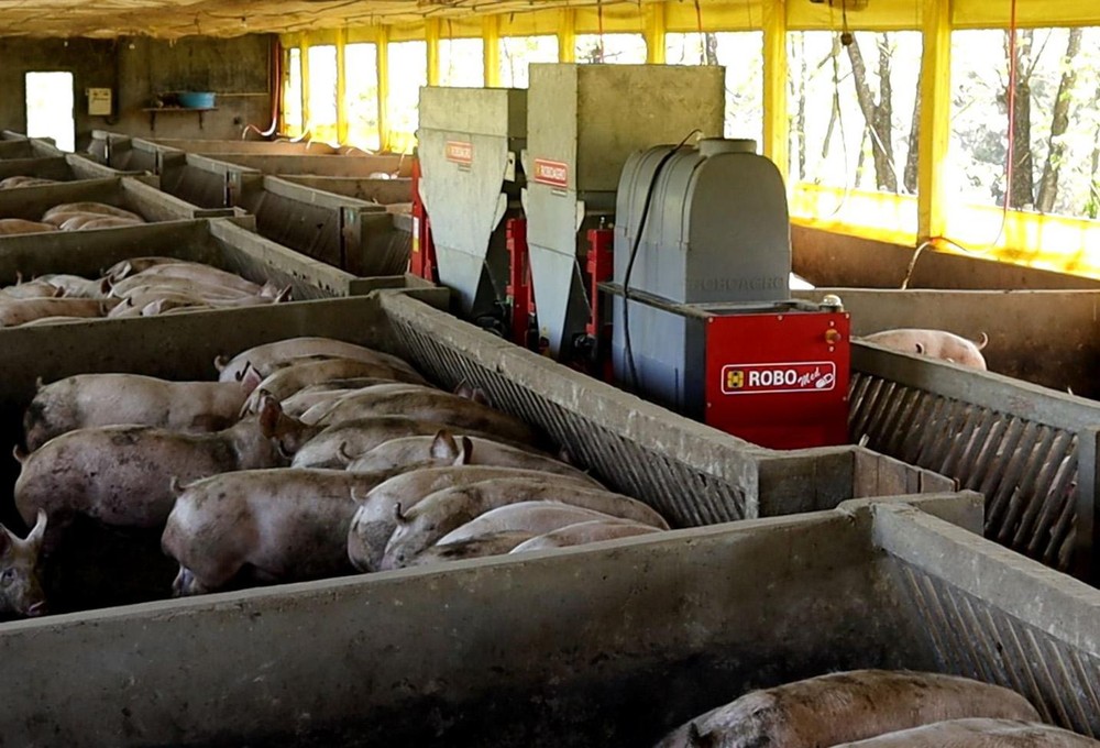 Feed-distributing robots save up to 10% costs in pig farming