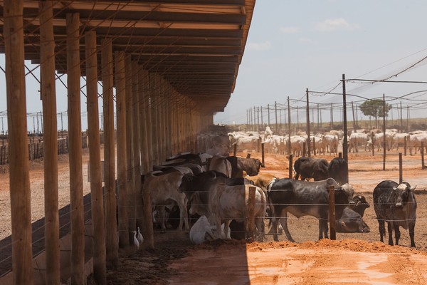 Cattle feedlot numbers in Brazil set to rise 7% in 2025
