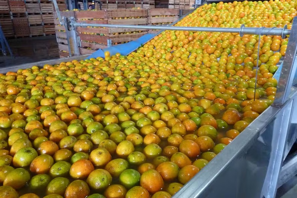 Brazil’s orange juice rebound sends prices tumbling 50% in 2025