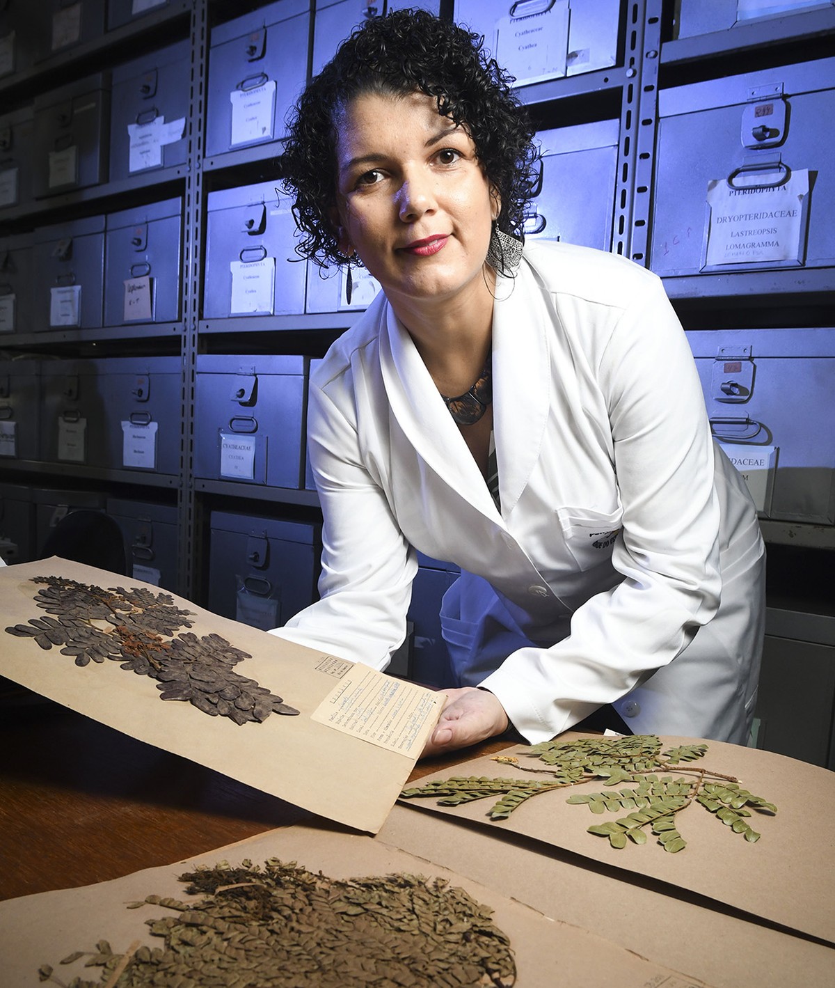 Research helps country “rediscover” endangered brazilwood tree