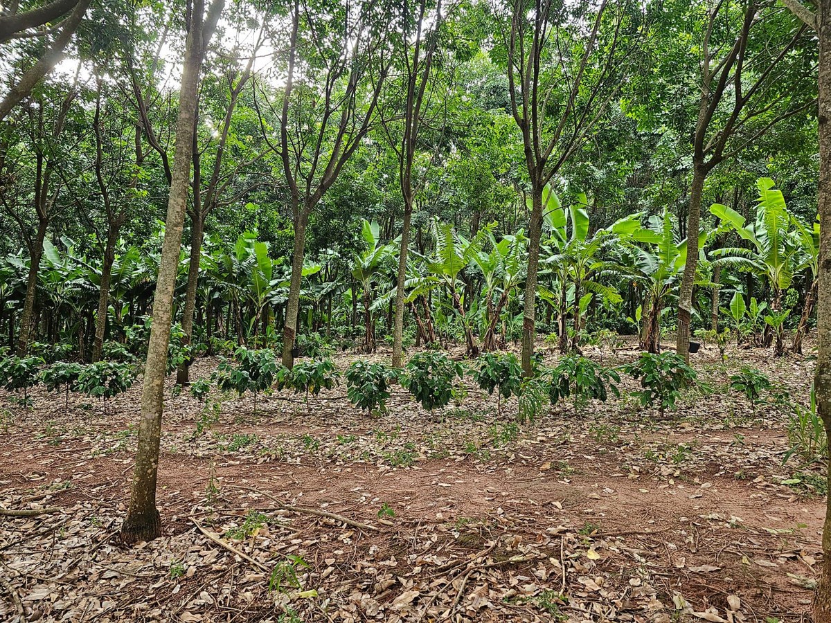 Cocoa farming gains ground in northwest São Paulo