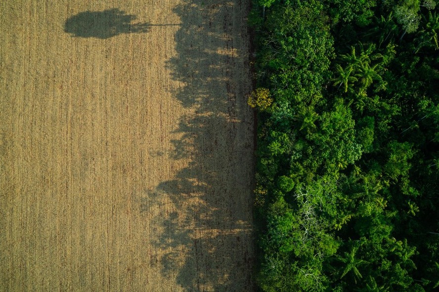 Amazon deforestation falls for fourth consecutive year
