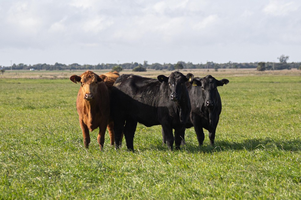 Brazilian certified beef exports soared in 2025