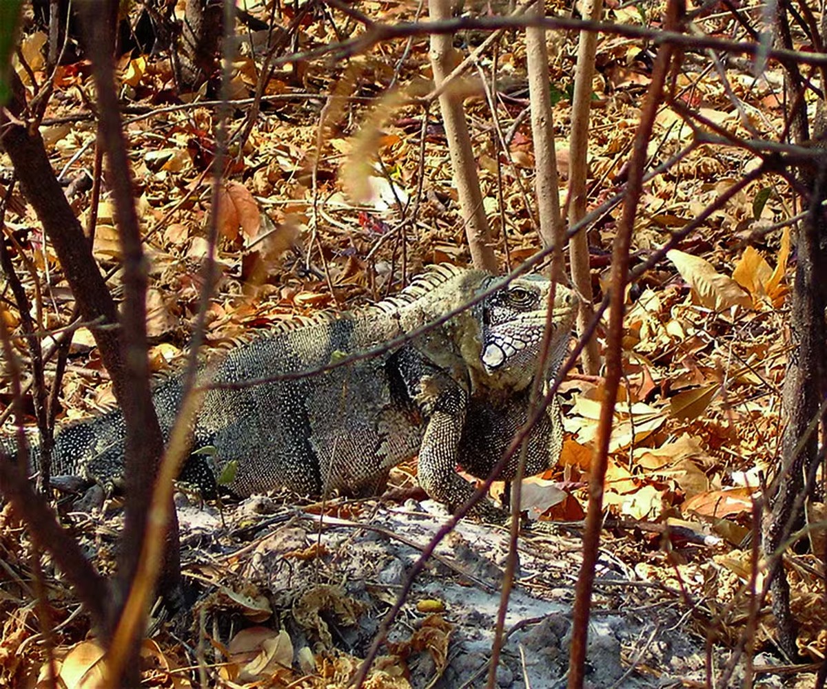 Caatinga receives $10m for conservation efforts