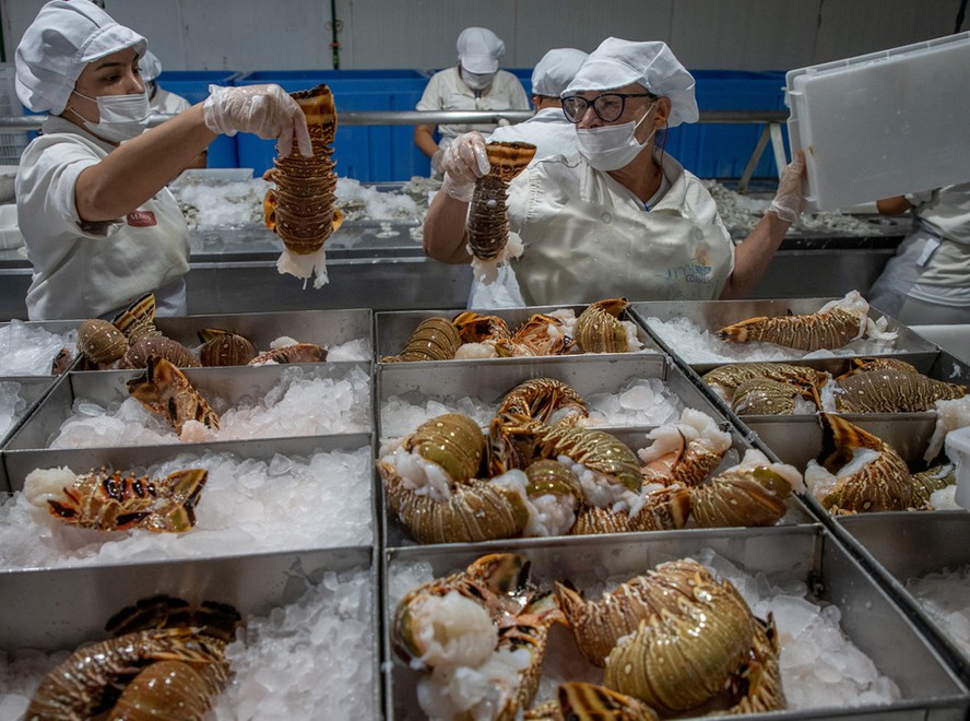 Fishing industry calls for R$900m emergency credit line