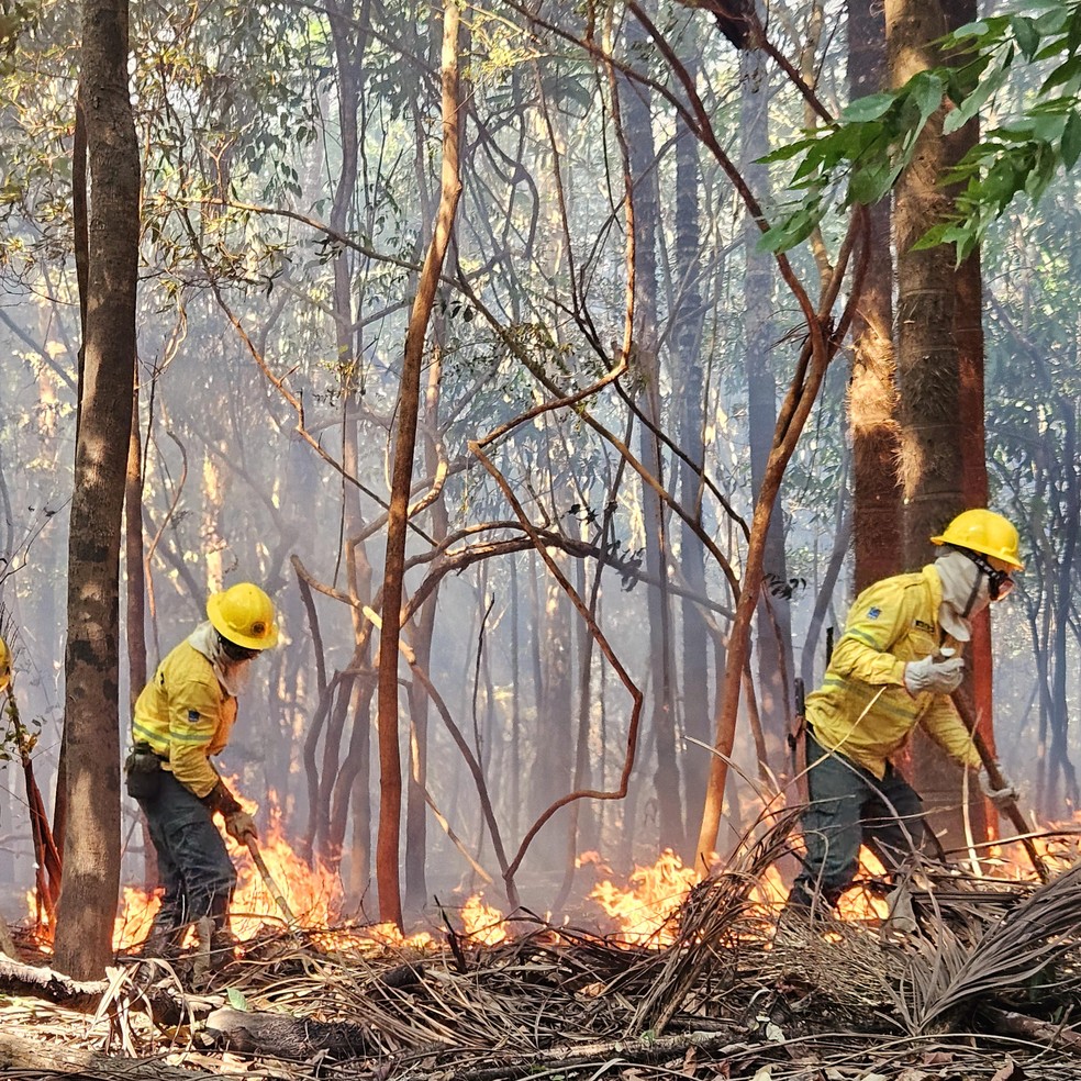 Dry weather favors forest fires in the Amazon