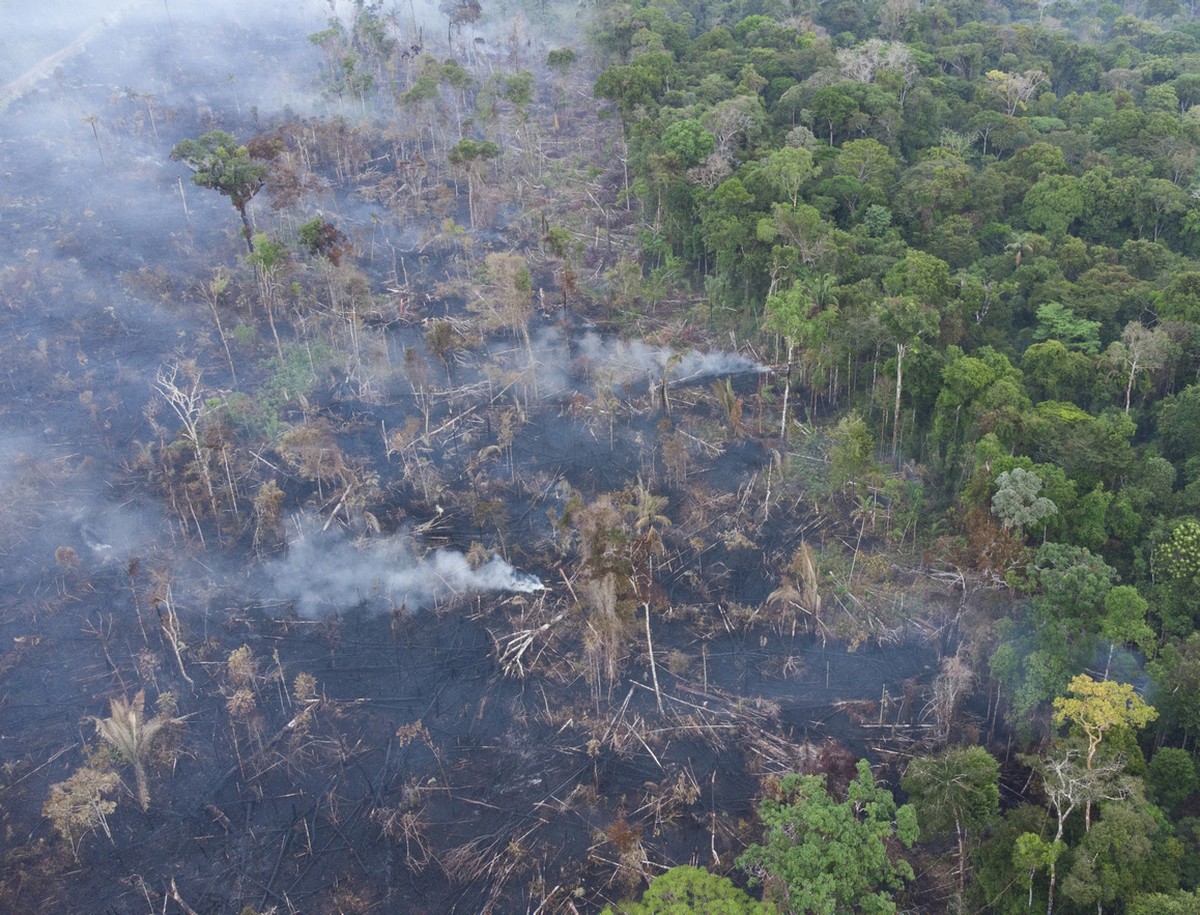 Deforestation in the Amazon falls 46% over one year | Environment ...