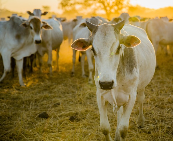 Meat processing hits record high in Q1 amid strong demand